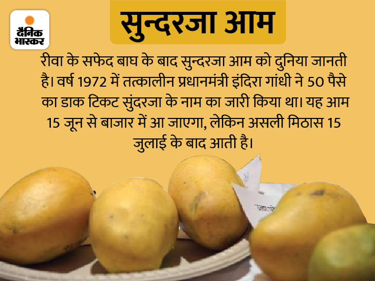 Sundarja Mango | Madhya Pradesh's Rewa Krishi Vigyan Kendra Fruit ...