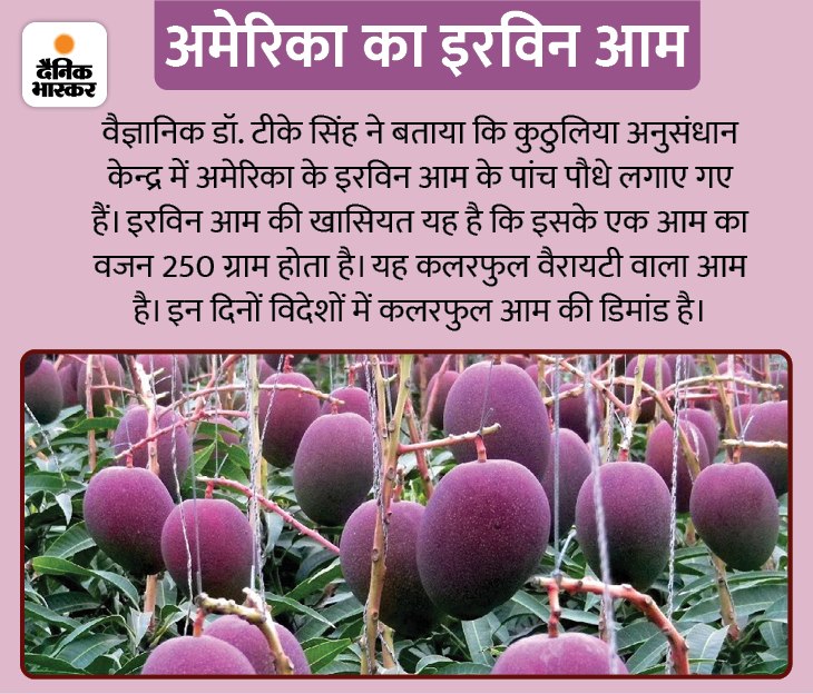 Sundarja Mango | Madhya Pradesh's Rewa Krishi Vigyan Kendra Fruit ...