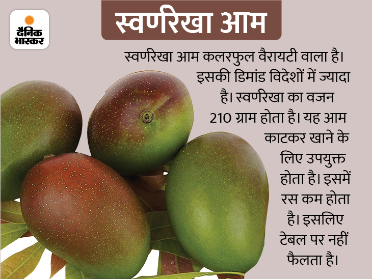 Sundarja Mango | Madhya Pradesh's Rewa Krishi Vigyan Kendra Fruit ...
