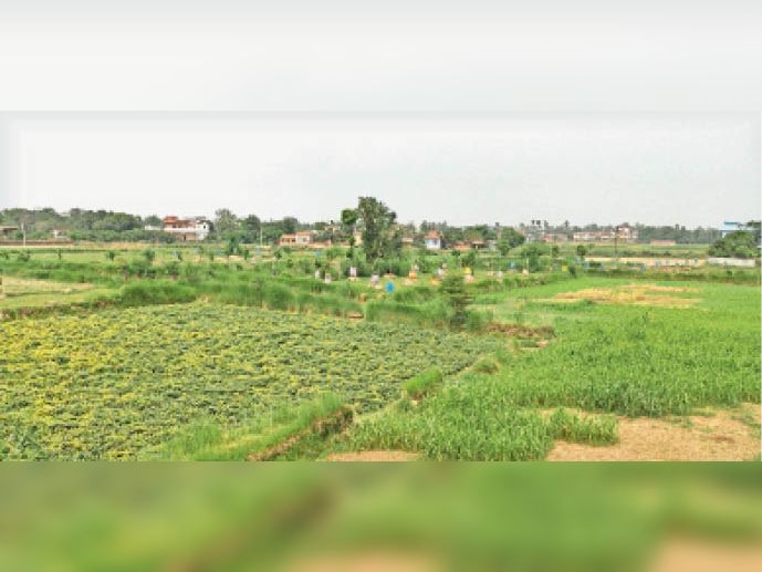 The forest department does not know how much has expanded in the forest ...