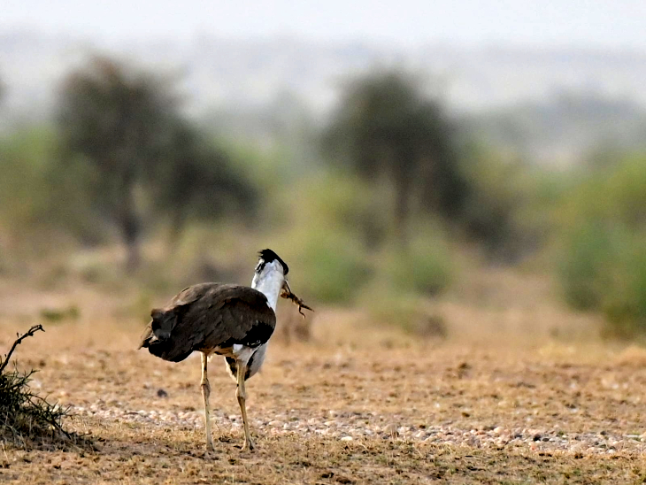 The state bird The Great Indian Bustard targeted a chameleon in Dholiya ...
