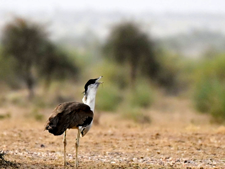 The state bird The Great Indian Bustard targeted a chameleon in Dholiya ...