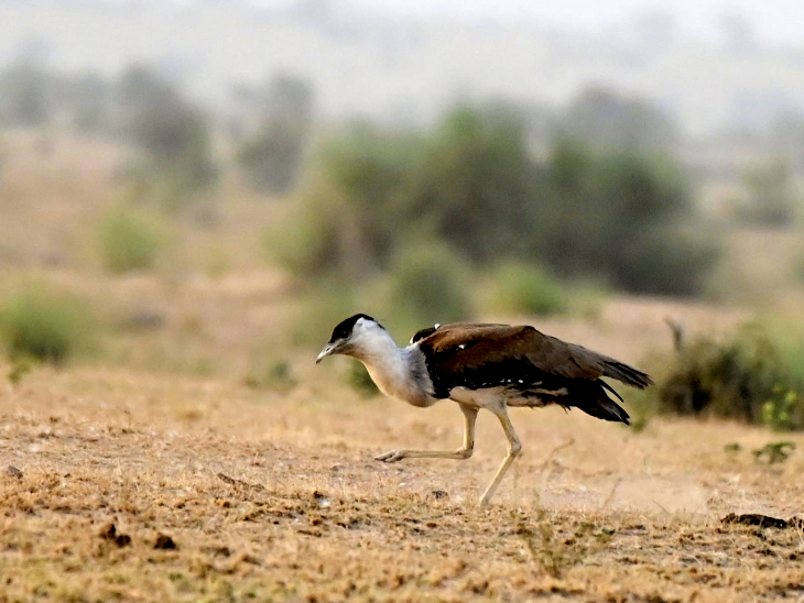 The state bird The Great Indian Bustard targeted a chameleon in Dholiya ...