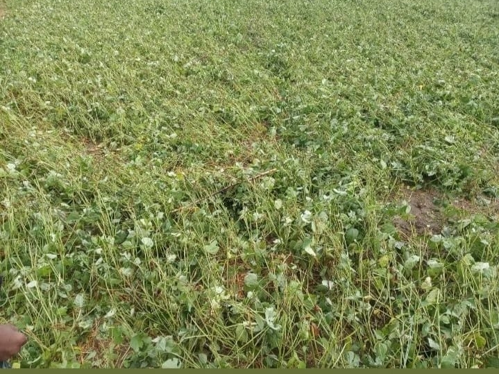 Moong pods and leaves fell on the ground due to storm and rain, 100 ...