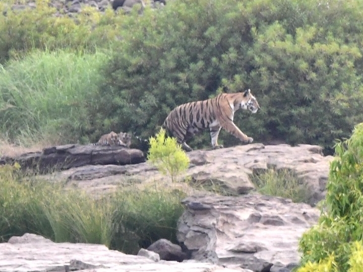 Tigress P 141 gave birth to two cubs, tourist caught on camera | पन्ना ...