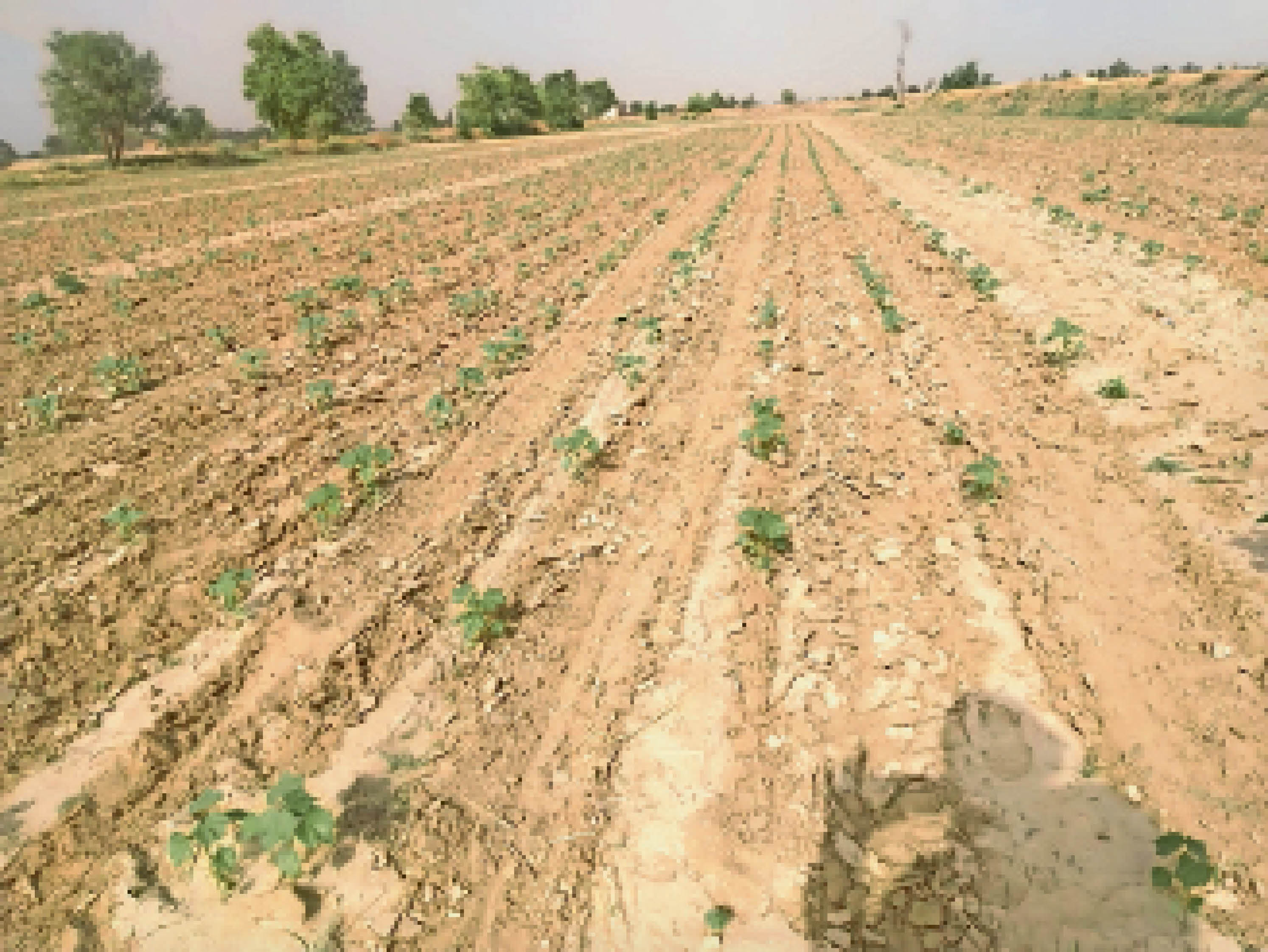 1.61 lakh hectare in the district. Sowing of soft seeds took place in ...