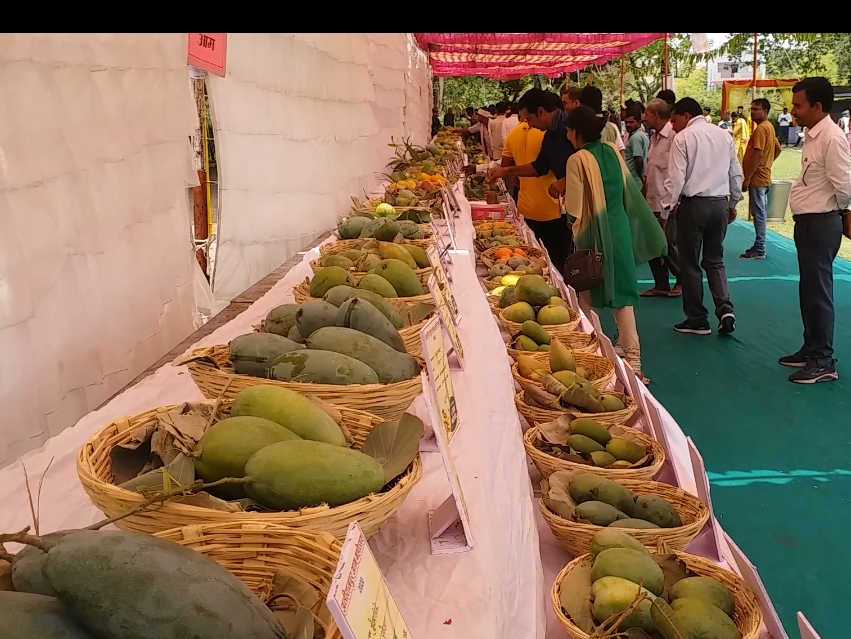 Malika, Nurjaha, Neelam tempted, fond of native mangoes reached the ...