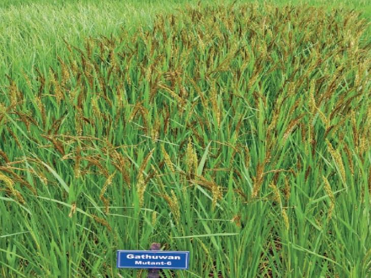 Medicinal properties in Gathuvan, an extinct species of paddy; Claims ...
