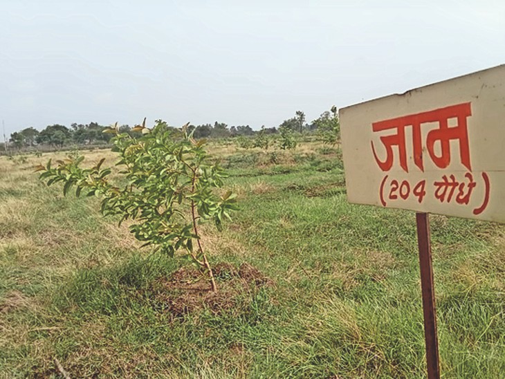 Under the supervision of 11 gram panchayats, 18 thousand 42 plants are ...