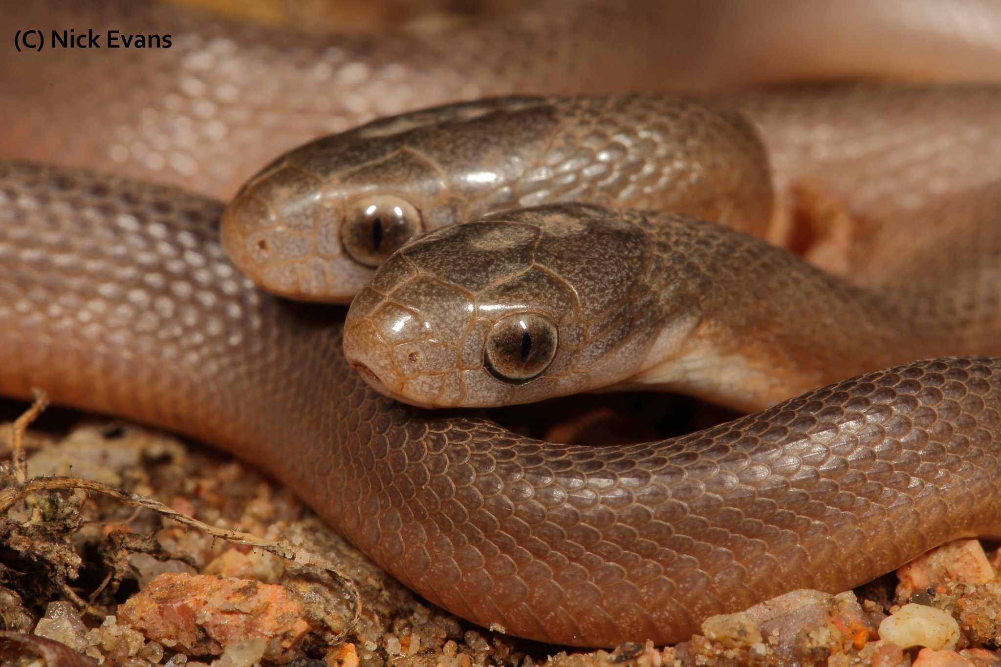 Rare Snake With Two Heads Pictures | KZN Amphibian & Reptile ...