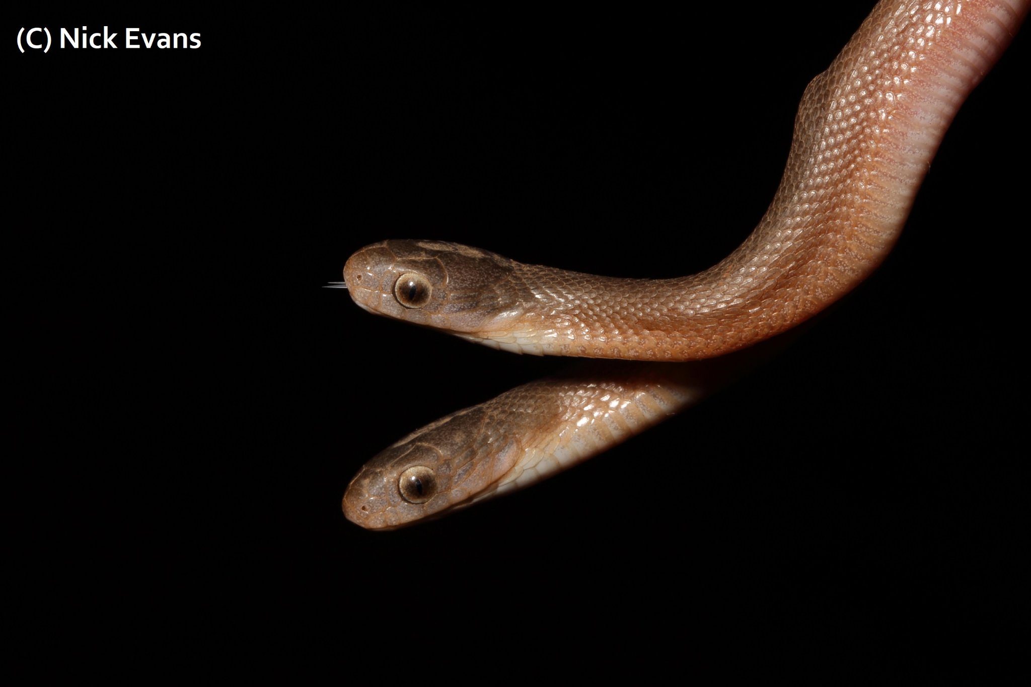 Rare Snake With Two Heads Pictures | KZN Amphibian & Reptile ...