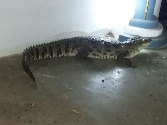 Crocodile entered the house, rescued by the police and released it in ...