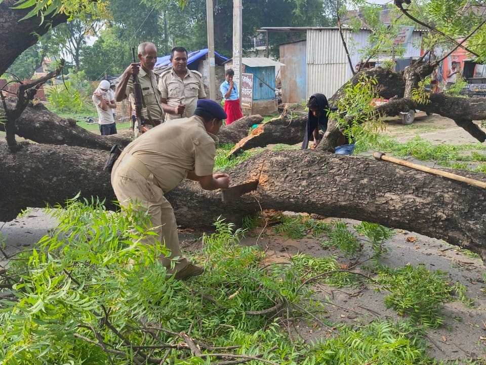 Bihar News; 100 year old tree fell in Rohtas in strong storm | रोहतास ...