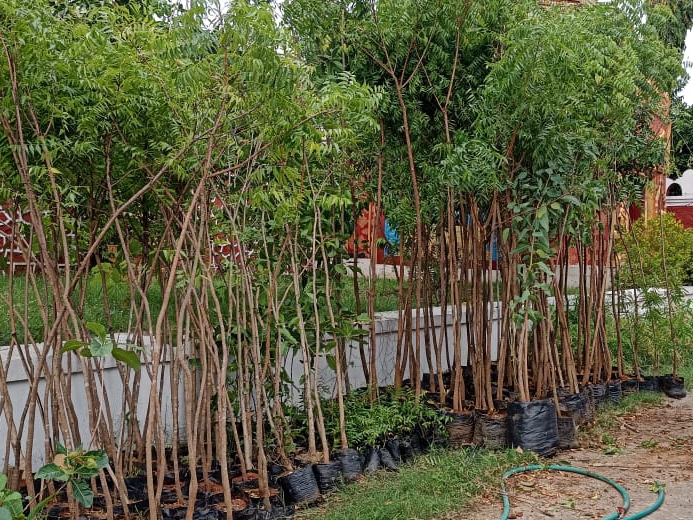 Plants 5 to 15 feet high, ordered from Hyderabad, will be planted in ...