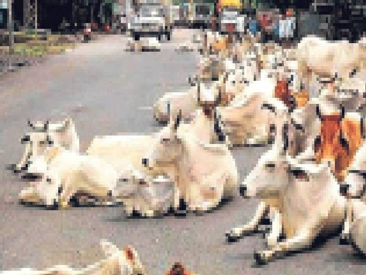 If you stop giving milk, 15 thousand cows are left in the city, 500 die ...