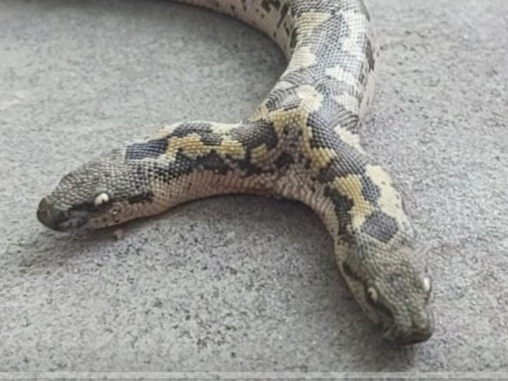 Tonk CISF Campus Sand Boa Snake Video | 7 Feet Long Two Headed Snake ...