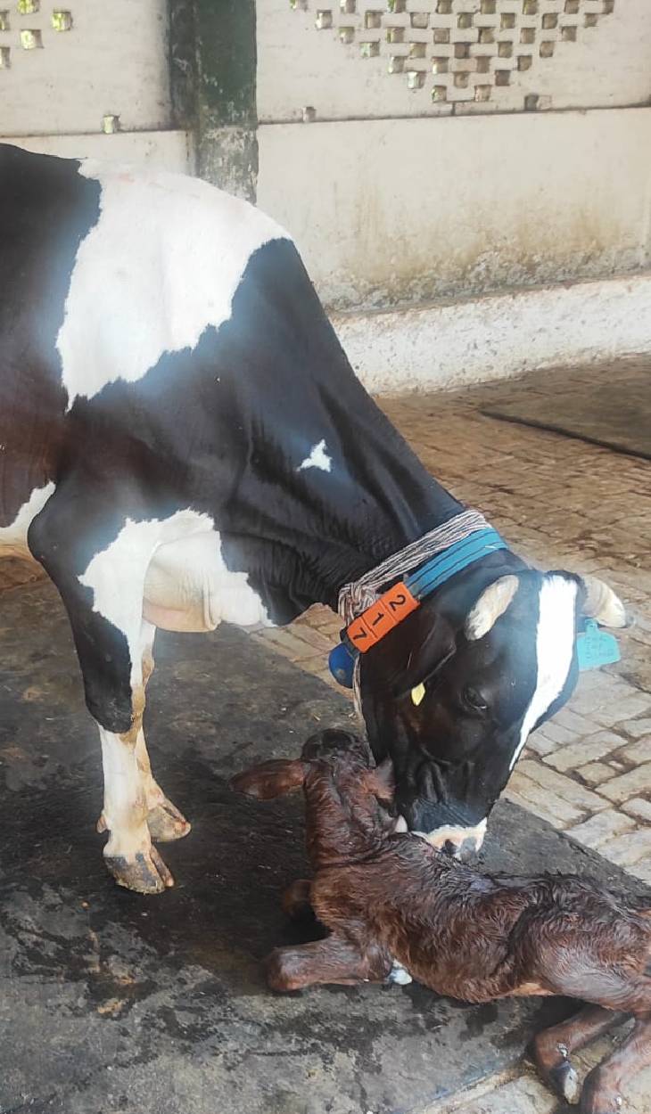 Successful experiment of Central Cow Research Institute of Meerut to ...