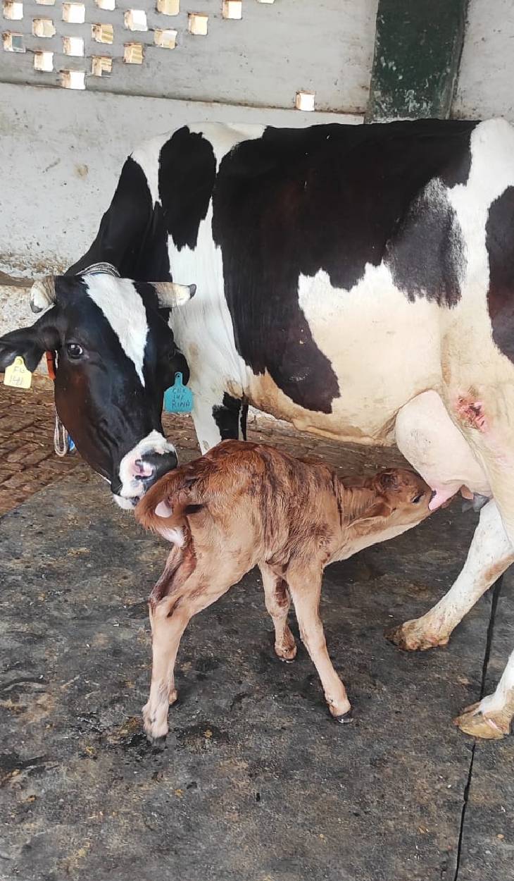 Successful experiment of Central Cow Research Institute of Meerut to ...