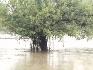 रावणखेड़ा गांव में चारों ओर से भर रहा है पार्वती नदी का पानी, पढ़ें ...