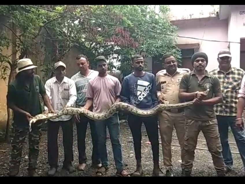 Python swallowed 3 pig puppies, team rescued in 2 hours | 9 फीट लंबे ...