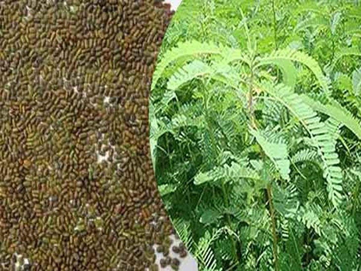 There is some 'black' in the seeds, the Agriculture Department ...