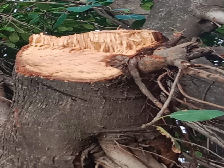 A week ago, the branches of the old peepal and pakad trees of the ...