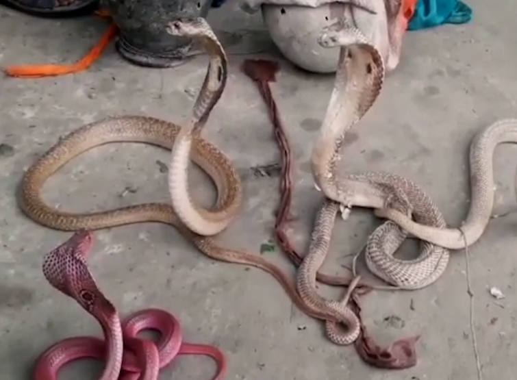 Dozens of venomous snakes came out of the house on the Panchami of ...