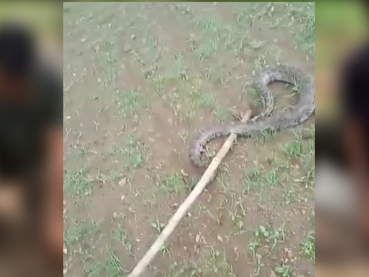 Python came in Dantiwada-Desuri of Rajasthan | दांतीवाड़ा-देसूरी में ...