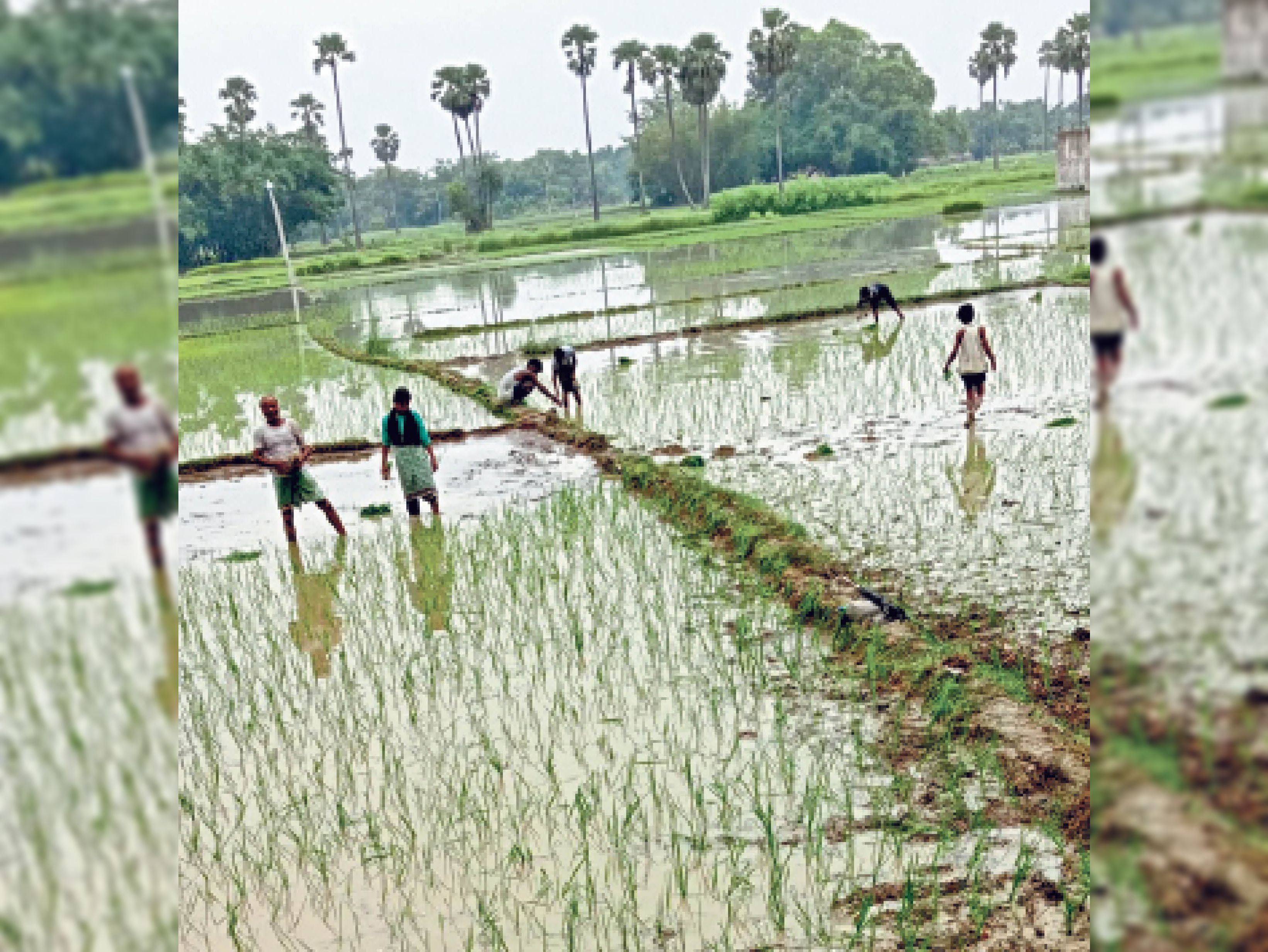 Only 25% of paddy could be planted, instructions to assess resources ...