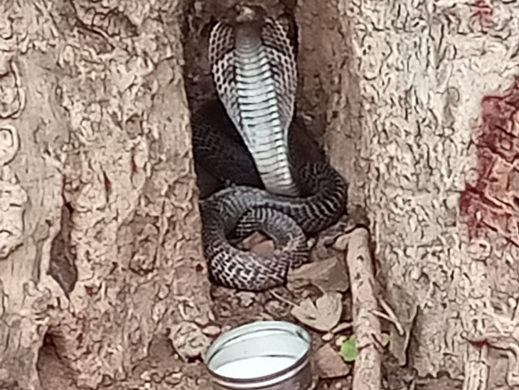 अलवर | Alwar - Dainik Bhaskar