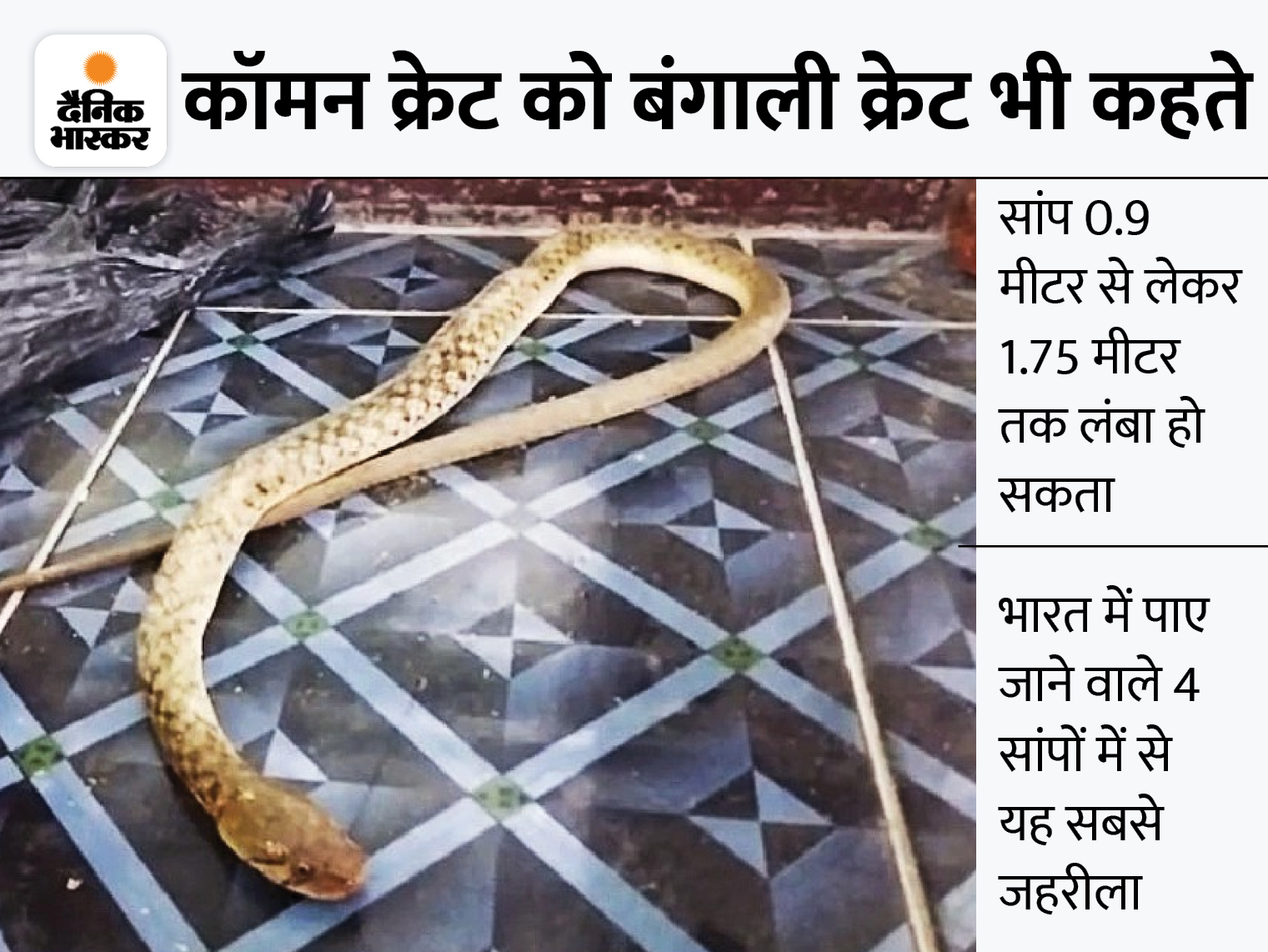 Common crate snake found in Maloya, panic among people; Forest ...