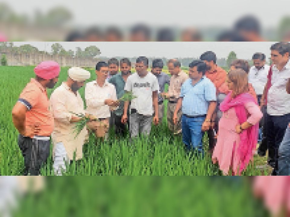 Agricultural scientists said on the problem of plant growth in paddy ...