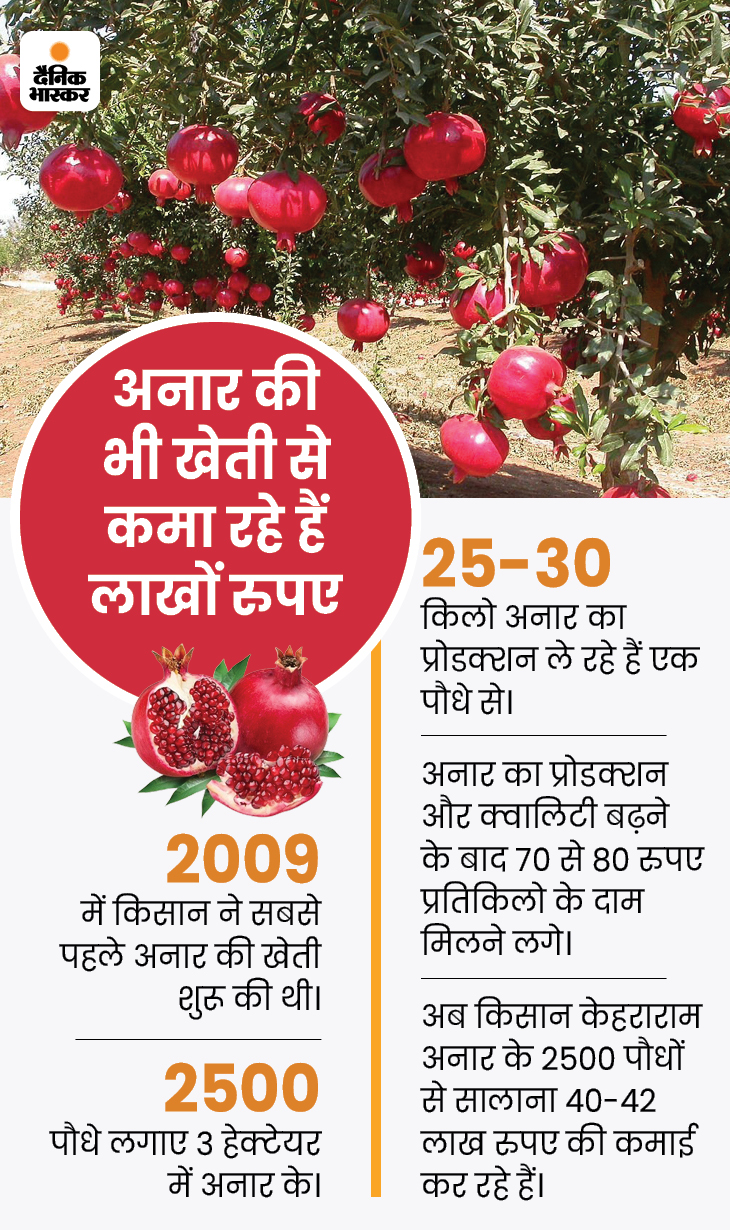 Khajoor Ki Kheti; Rajasthan Richest Farmer - Date Palm Cultivation ...