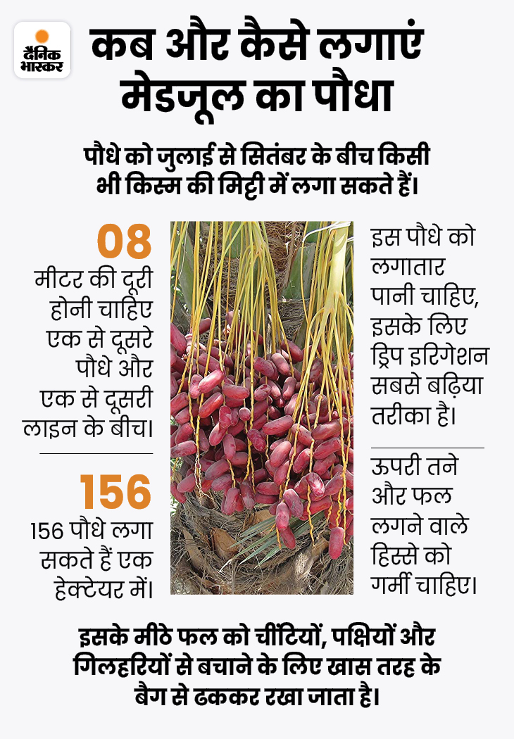 Khajoor Ki Kheti; Rajasthan Richest Farmer - Date Palm Cultivation ...