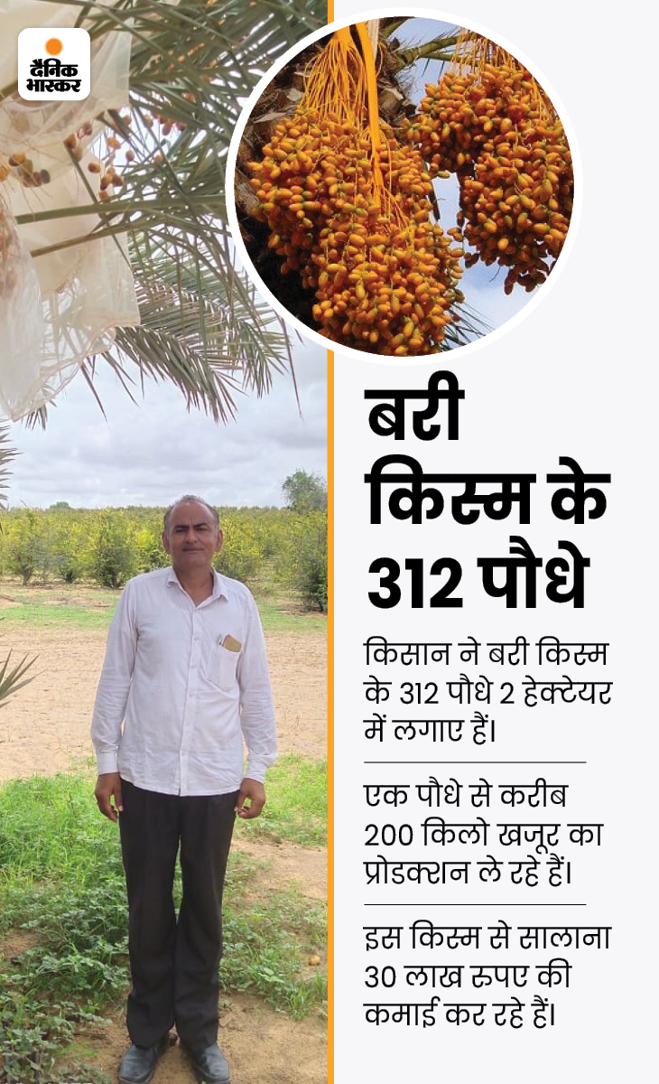 Khajoor Ki Kheti; Rajasthan Richest Farmer - Date Palm Cultivation ...