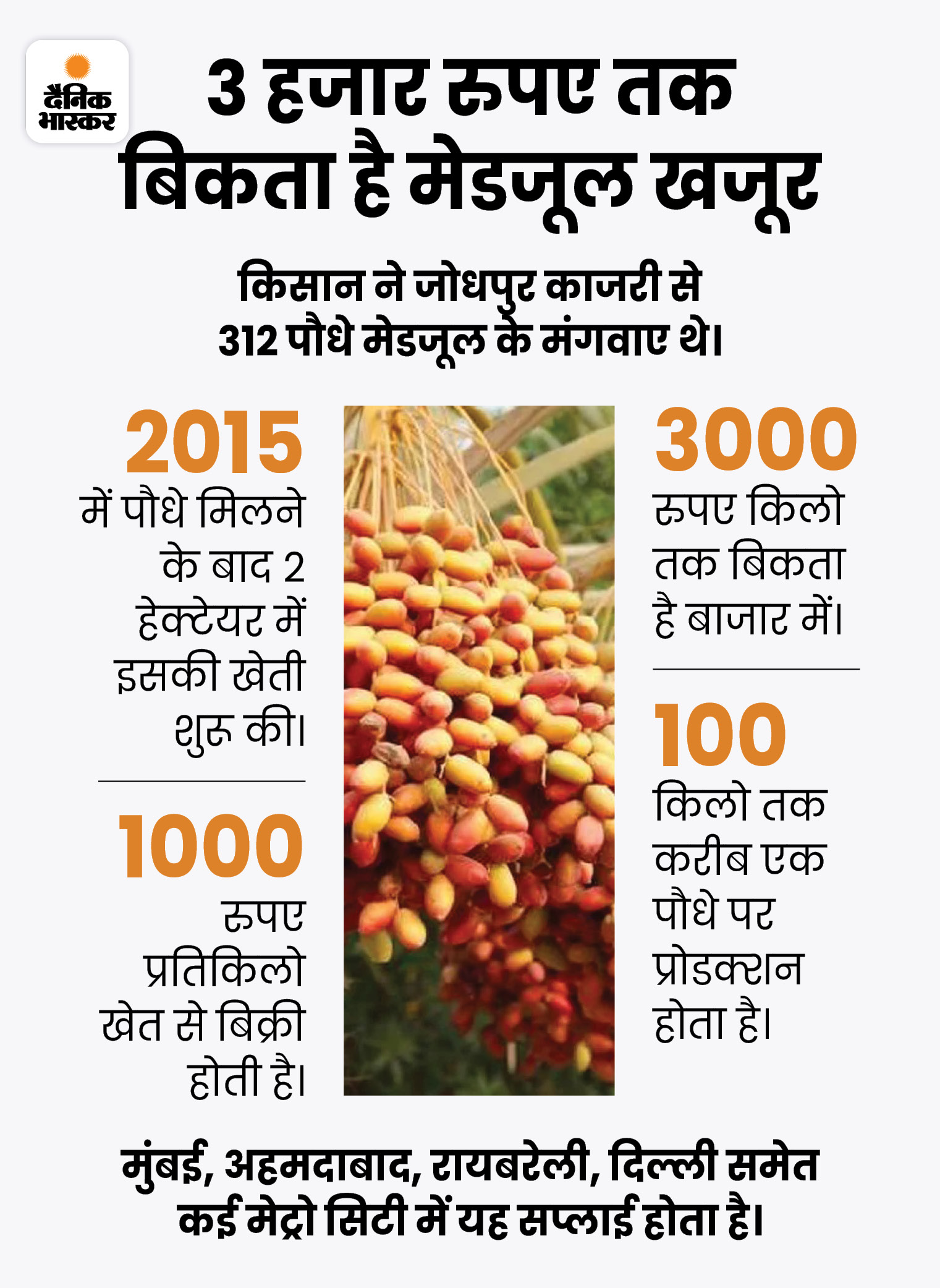 Khajoor Ki Kheti; Rajasthan Richest Farmer - Date Palm Cultivation ...