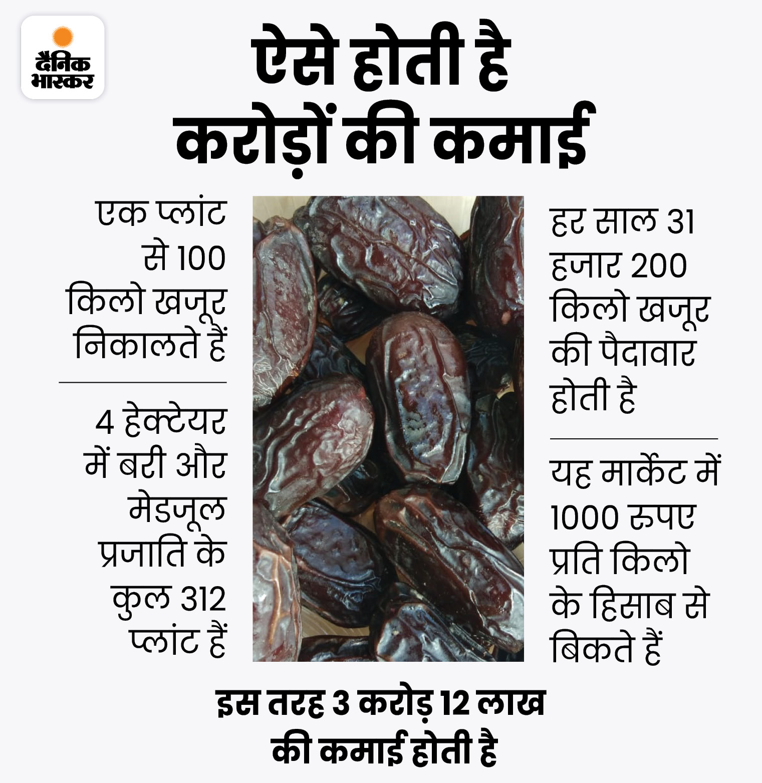 Khajoor Ki Kheti; Rajasthan Richest Farmer - Date Palm Cultivation ...