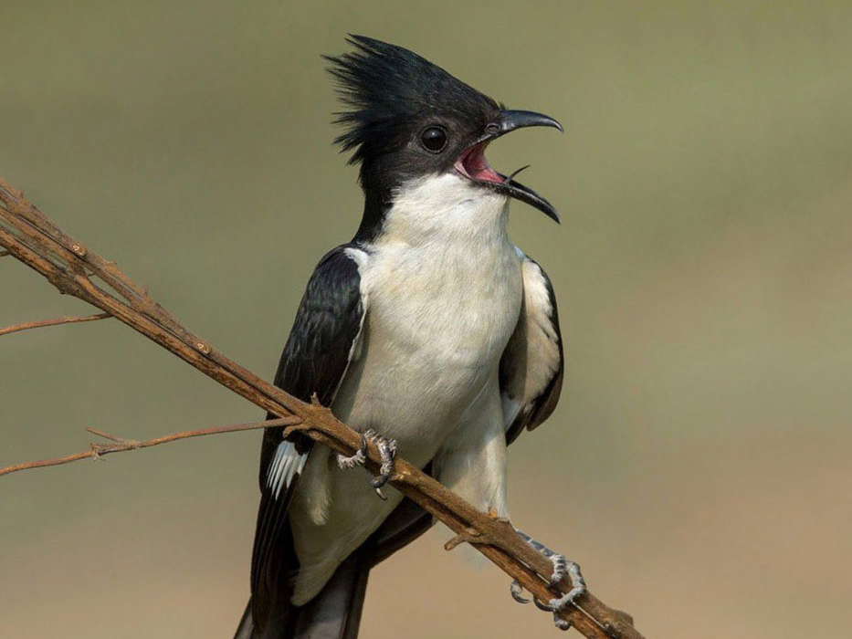 Chatak and papihe are heard in the rain, Goswami Tulsidas loved Chatak ...
