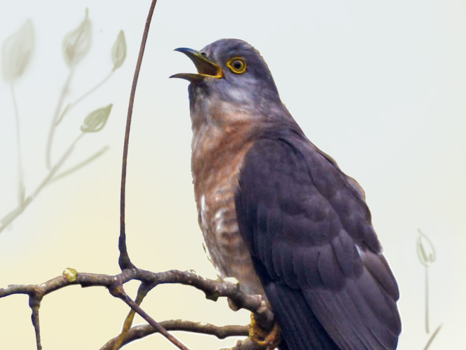 Chatak and papihe are heard in the rain, Goswami Tulsidas loved Chatak ...