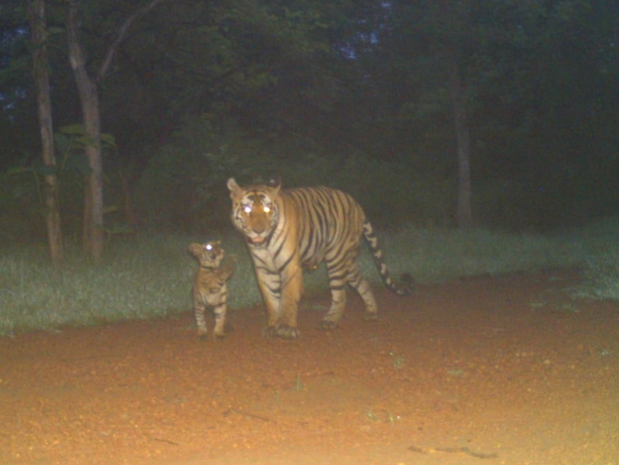 Tigress P 142 gave birth to two cubs, all three traps were seen in the ...