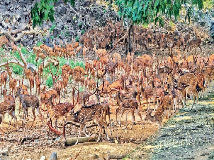 Seeing Badra, a herd of deer started filling up with happiness ...