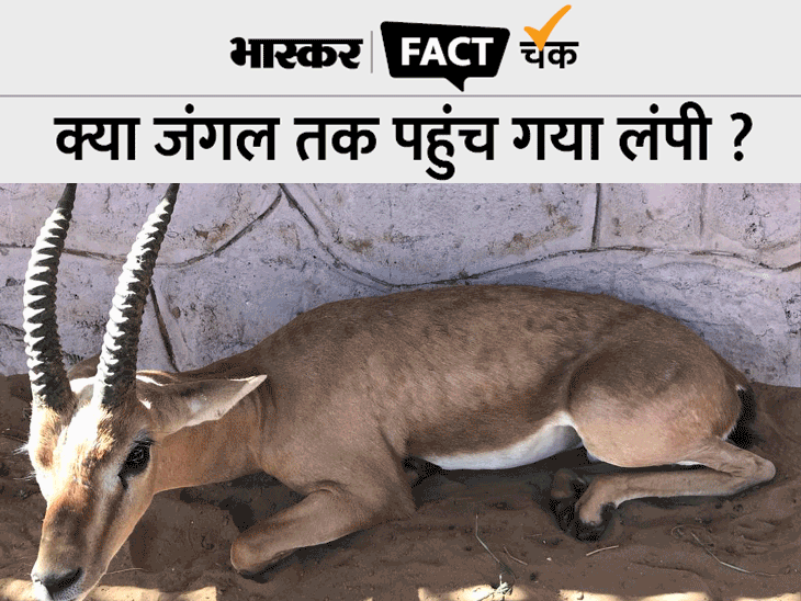 Lumpy Skin Disease In Deer Viral Photo; Experts On Infection Caused By ...