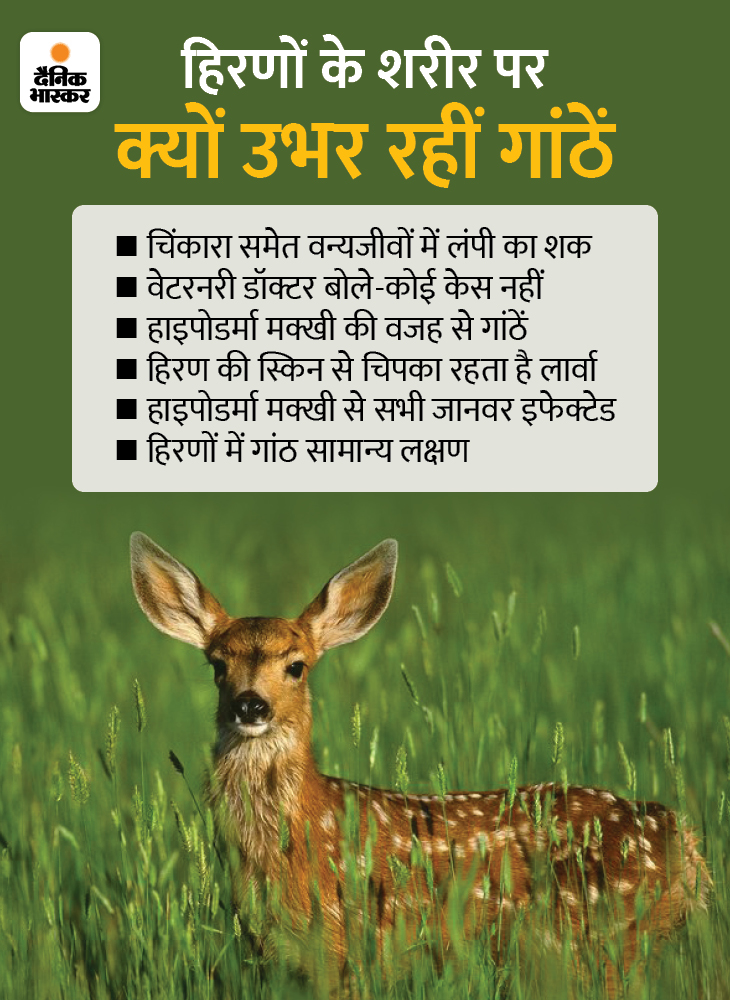 जानिए- क्यों उभर रही हैं वन्यजीव की स्किन पर गांठें, क्या बोले एक्सपर्ट ...