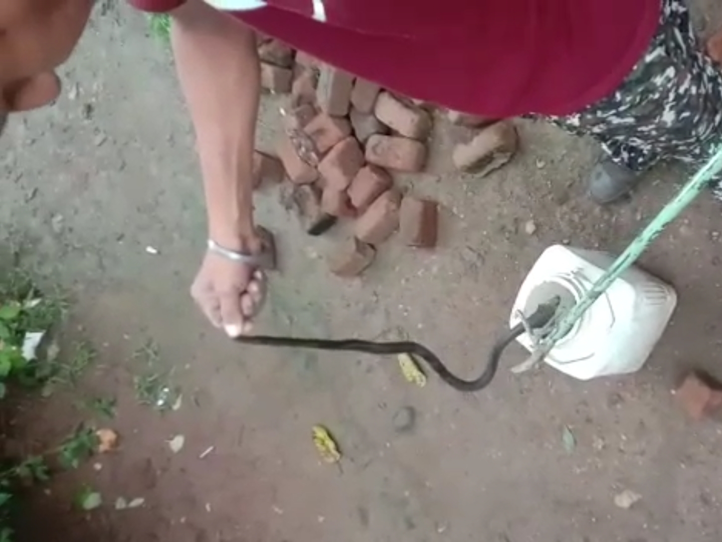 Rescued three cobras and one Dhaman snake and left it in the forest ...