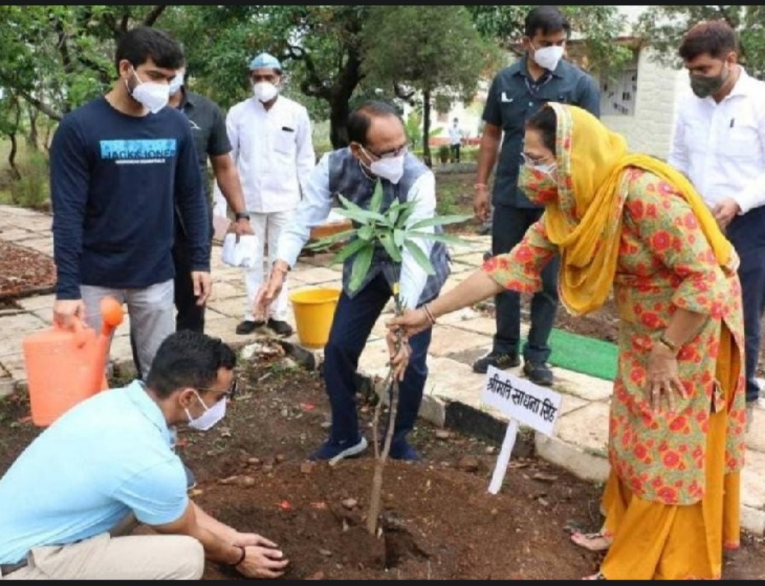 पिपरिया | Pipariya - Dainik Bhaskar