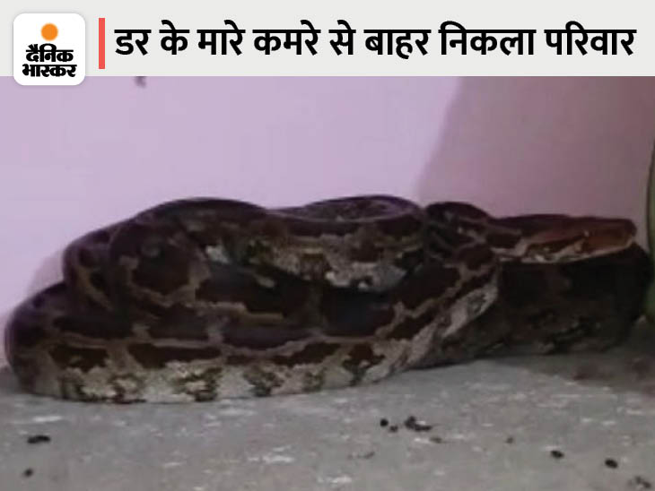 Rajasthan kota The python came to the room and sat on the tent ...