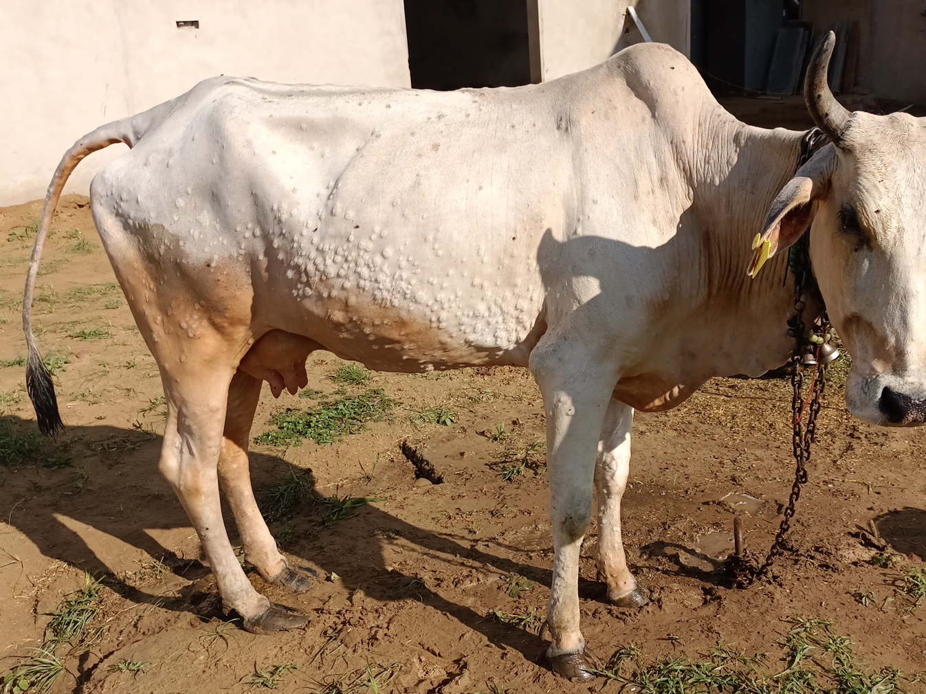 Bleeding is happening from cow's feet, doctors said to adopt indigenous ...