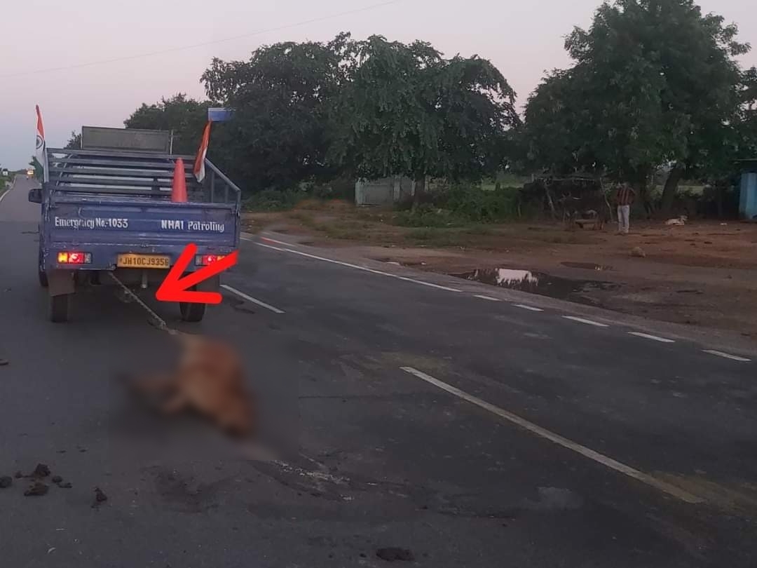 NH-27 employees dragged the dead body by tying it to a pickup | गाय के ...