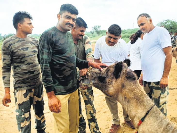 Training to 74 soldiers, the scope of camel patrol on the border will ...