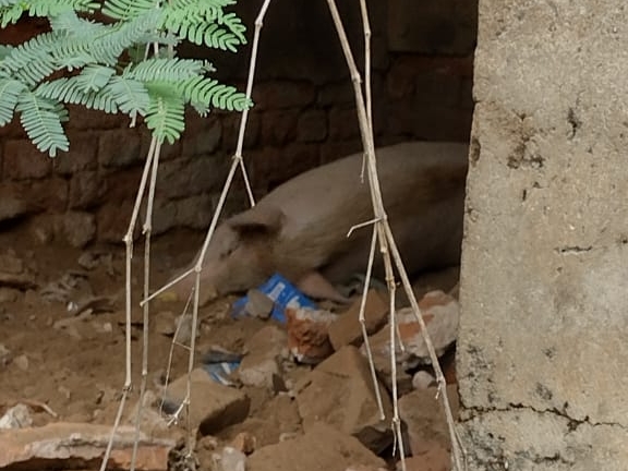 African swine fever virus knock in Lalganj Death of three pigs in ...